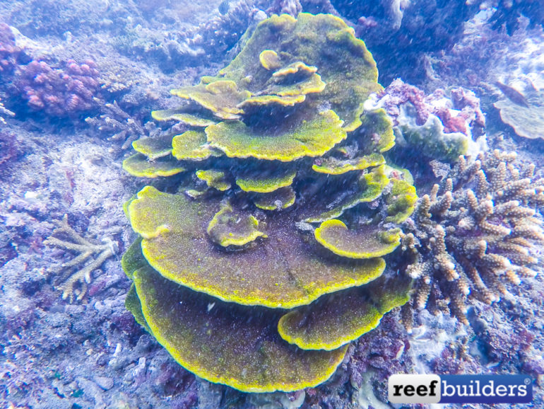 Montipora Identification 1.1: A Guide to the Plating and Laminar ...