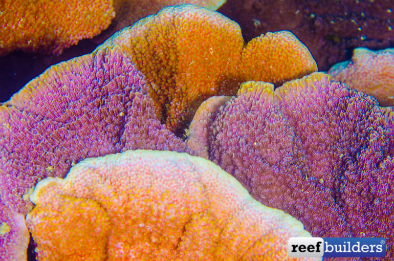 Montipora Identification 1.1: A Guide to the Plating and Laminar ...