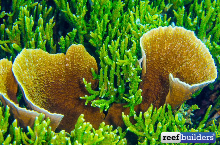 Montipora: A Practical Guide to the Variety of Forms Part 1 | Reef ...
