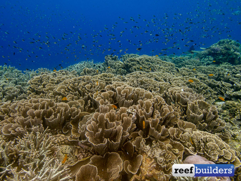 Montipora Identification 1.1: A Guide to the Plating and Laminar ...