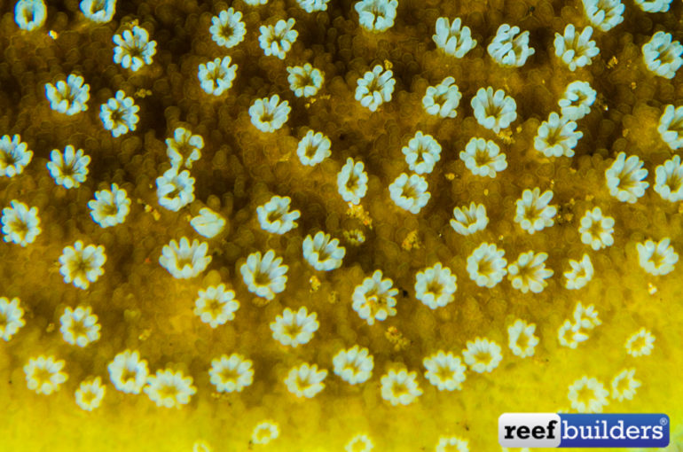 Montipora: A Practical Guide to the Variety of Forms Part 1 | Reef ...