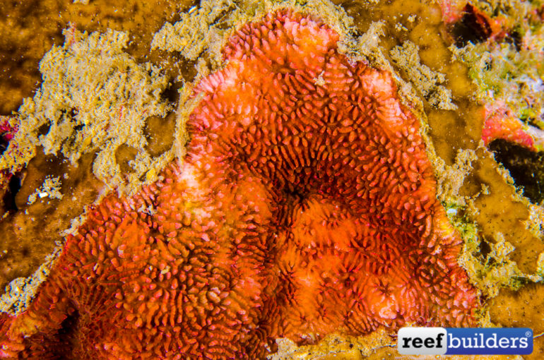 Pavona varians: The Underrated King of Plasticity | Reef Builders | The ...