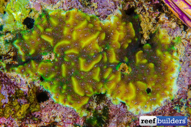 Pavona varians: The Underrated King of Plasticity | Reef Builders | The ...