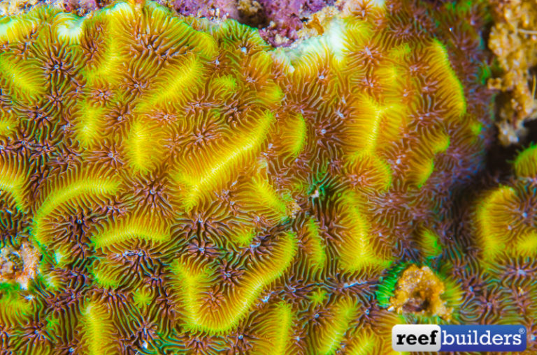 Pavona varians: The Underrated King of Plasticity | Reef Builders | The ...