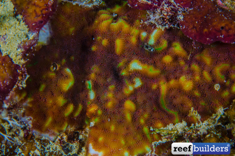 Pavona varians: The Underrated King of Plasticity | Reef Builders | The ...