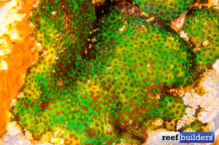 Stylocoeniella Is A Great Reef Aquarium Coral! | Reef Builders | The ...