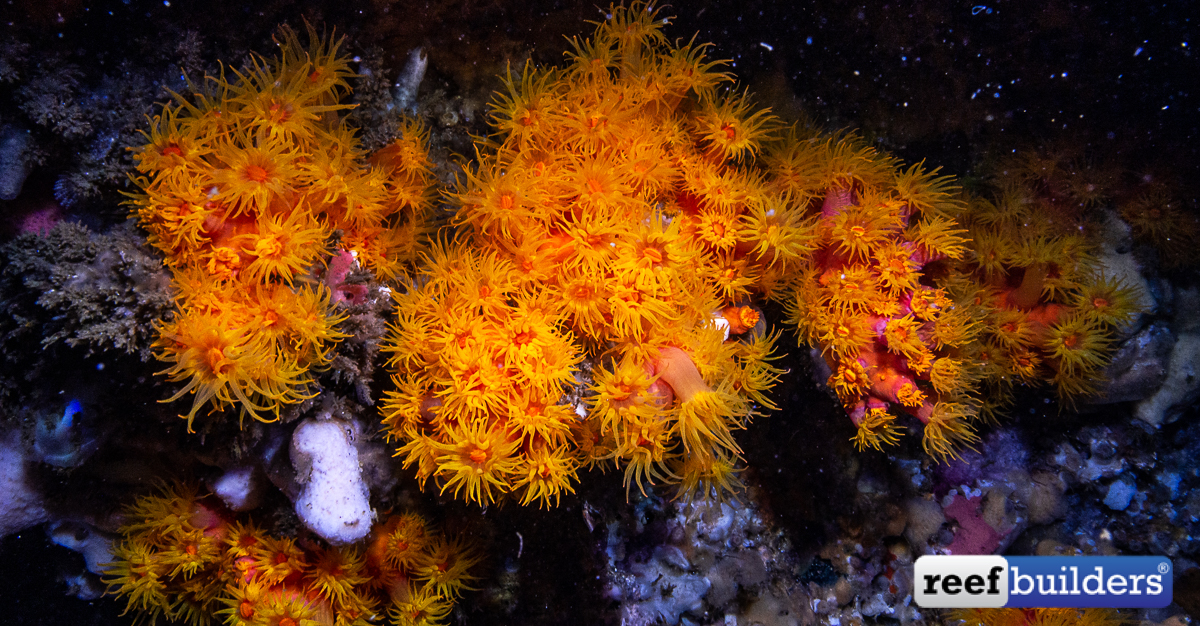 Tubastrea Sun Corals Fill The Cave Tunnel Beneath Gato Island ...