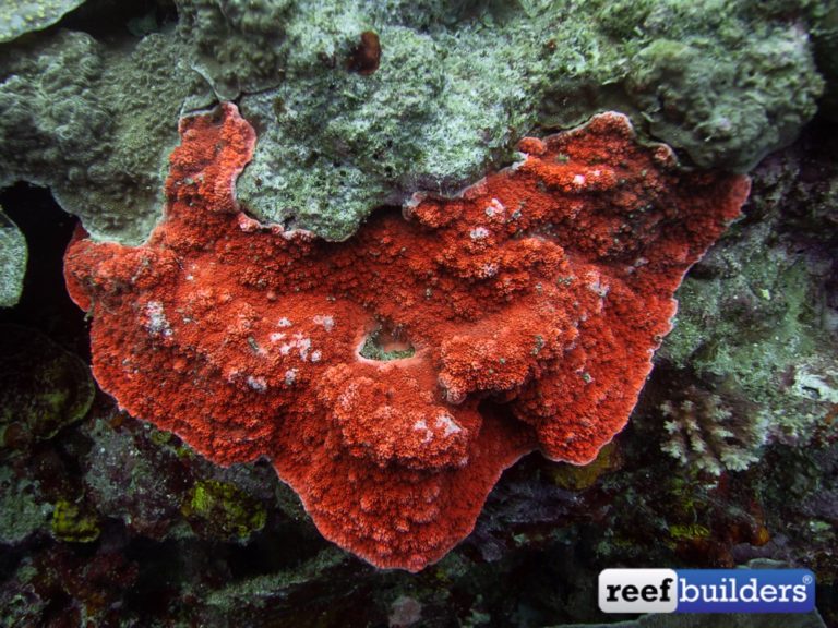 Montipora Identification 1.1: A Guide to the Plating and Laminar ...