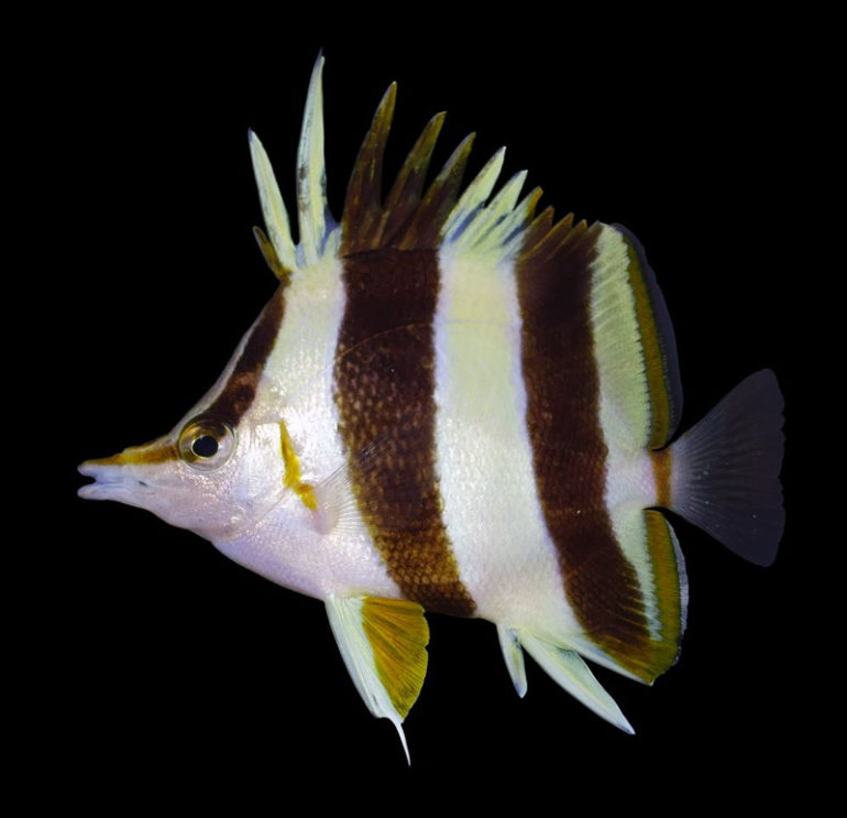 Prognathodes geminus is the Newest Species of Butterflyfish | Reef ...