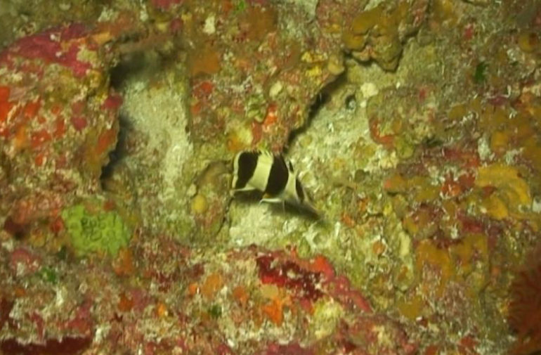 Prognathodes geminus is the Newest Species of Butterflyfish | Reef ...