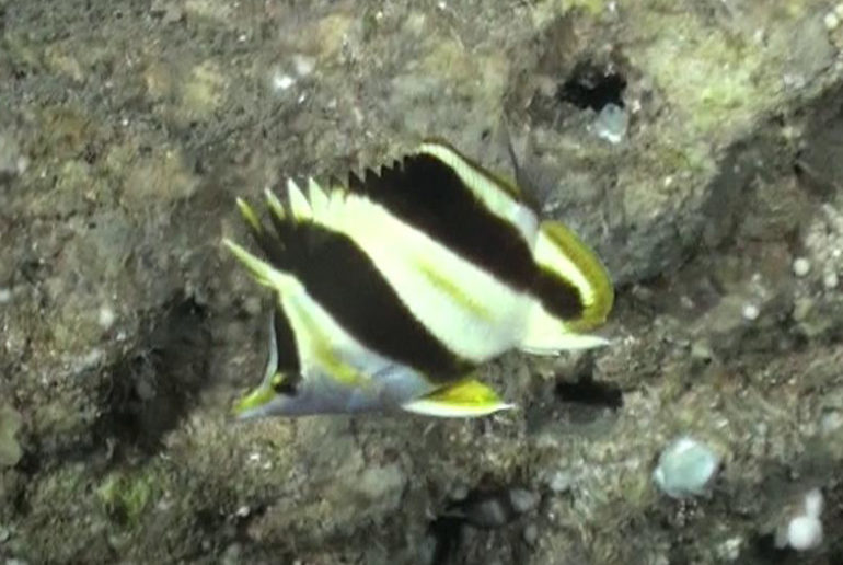 Prognathodes geminus is the Newest Species of Butterflyfish | Reef ...