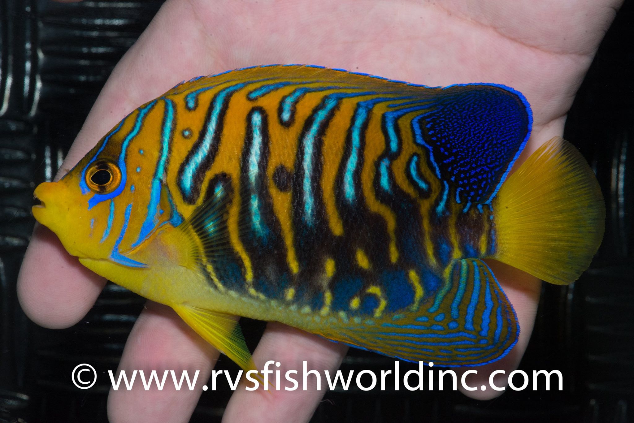 ‘Black’ Regal Angelfish is one of the Wildest Specimens Ever | Reef ...