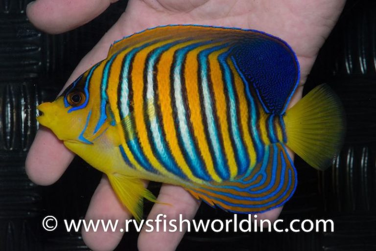 ‘Black’ Regal Angelfish is one of the Wildest Specimens Ever | Reef ...