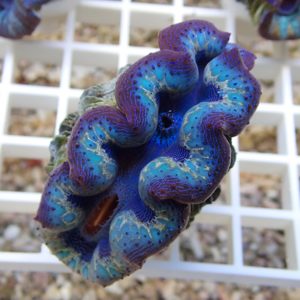A Rare Look at some Crocea Clams from Japan | Reef Builders | The Reef ...