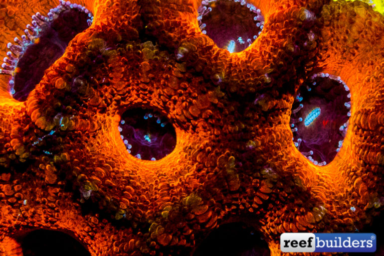 It’s Still Hard to Believe the Colors of Micro Lord Corals | Reef ...