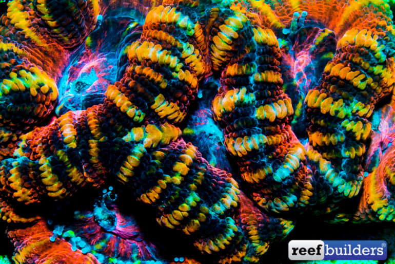 It’s Still Hard to Believe the Colors of Micro Lord Corals | Reef ...