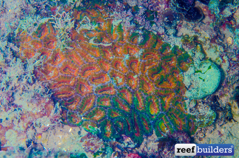 This is Where Micro Lord Corals Come From | Reef Builders | The Reef ...