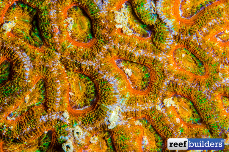This is Where Micro Lord Corals Come From | Reef Builders | The Reef ...