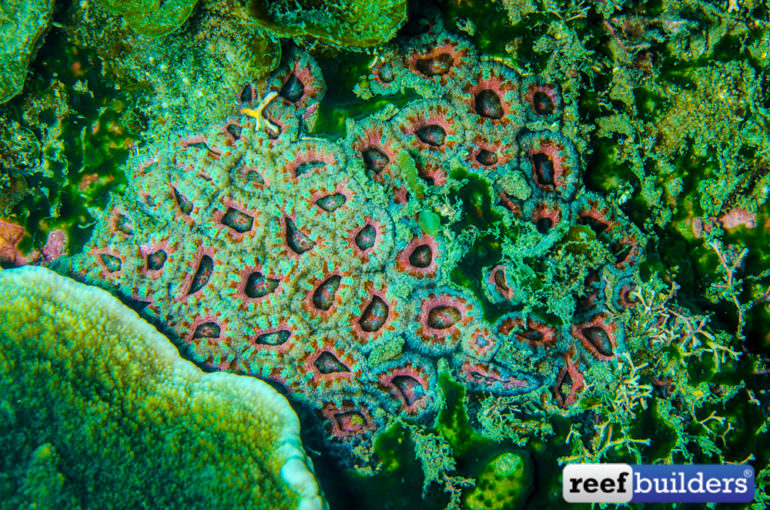 This is Where Micro Lord Corals Come From | Reef Builders | The Reef ...