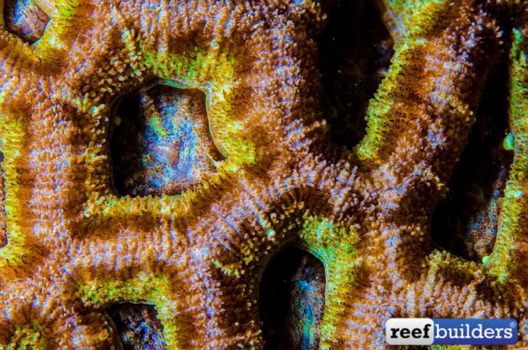 This is Where Micro Lord Corals Come From | Reef Builders | The Reef ...