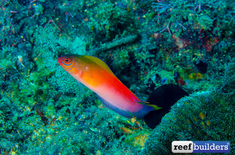 It’s Still Hard to Believe the Colors of Micro Lord Corals | Reef ...