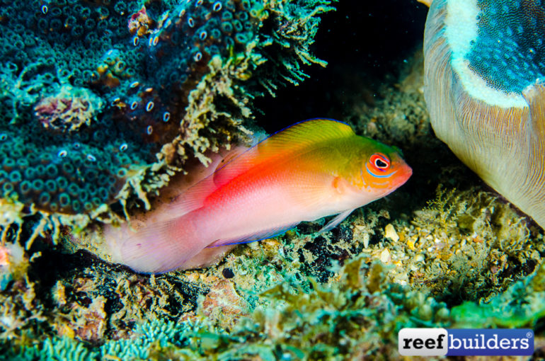 It’s Still Hard to Believe the Colors of Micro Lord Corals | Reef ...
