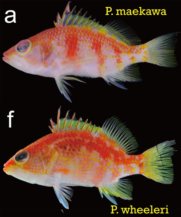 Plectranthias maekawa, a New Deepwater Basslet Species from Japan ...