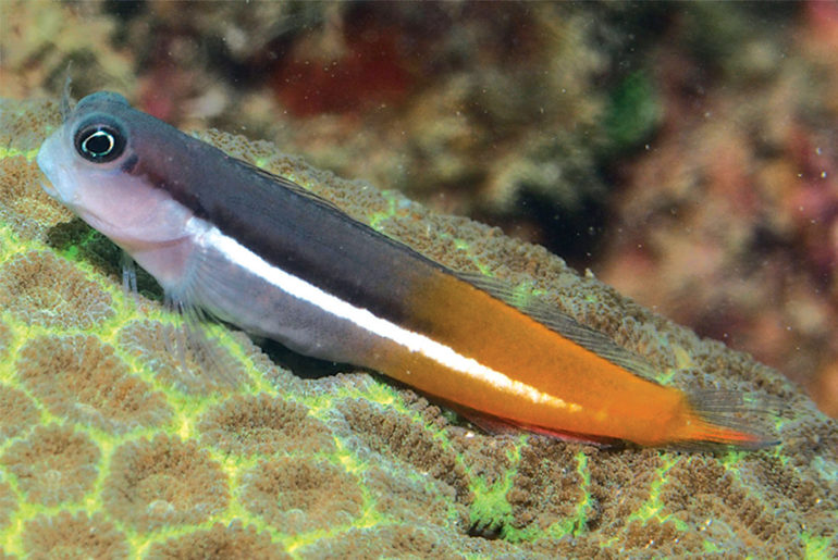 Ecsenius springeri, a New Blenny Species from West Papua | Reef ...