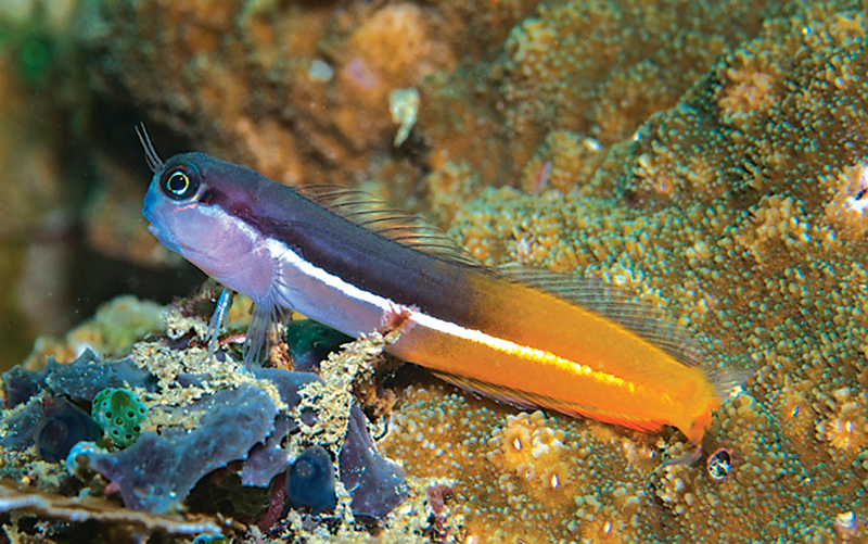 Ecsenius springeri, a New Blenny Species from West Papua | Reef ...