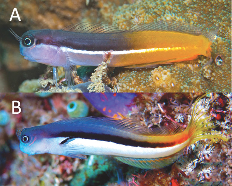 Ecsenius springeri, a New Blenny Species from West Papua | Reef ...