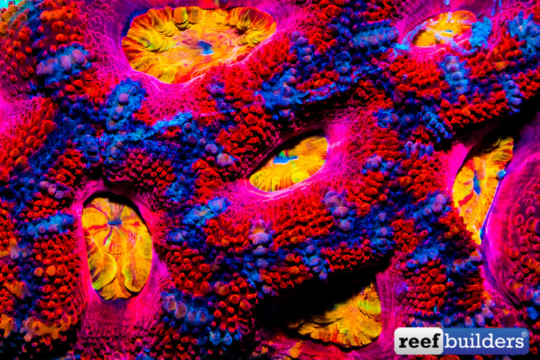 It’s Still Hard to Believe the Colors of Micro Lord Corals | Reef ...
