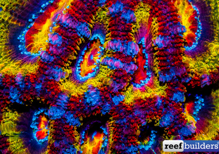 Category: Micromussa | Reef Builders | The Reef and Saltwater Aquarium Blog