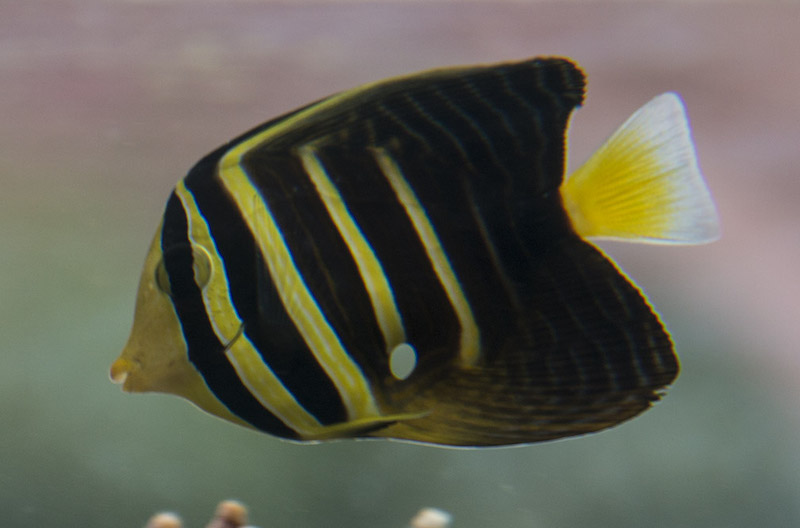 The ‘Keyhole Sailfin’ has a HOLE Right Through its Body! | Reef ...