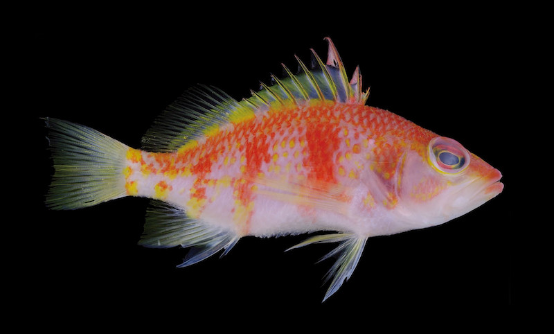 Plectranthias maekawa, a New Deepwater Basslet Species from Japan ...