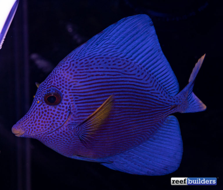 ACI’s Purple-Tail Purple Tang was the Star of Reefapalooza Orlando ...