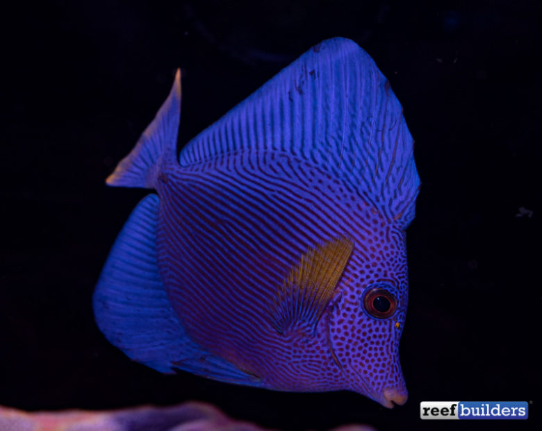 ACI’s Purple-Tail Purple Tang was the Star of Reefapalooza Orlando ...