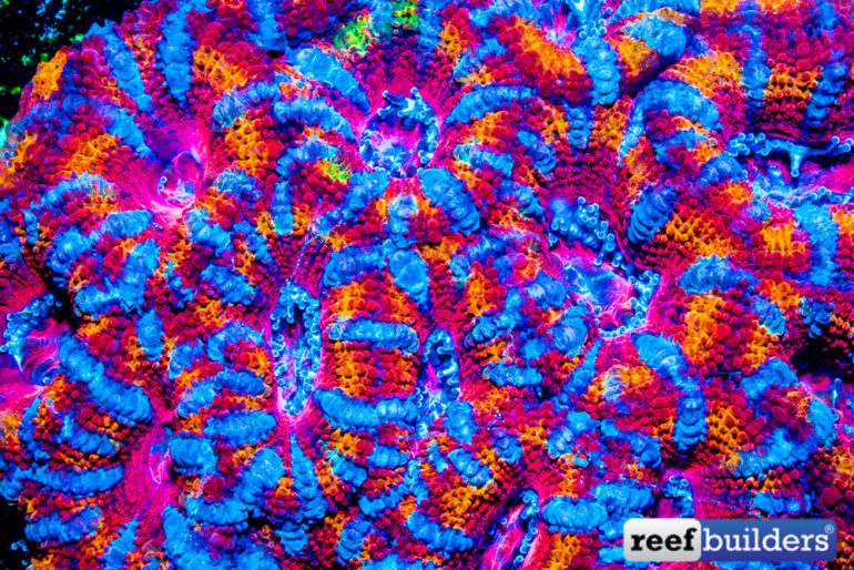 It’s Still Hard to Believe the Colors of Micro Lord Corals | Reef ...