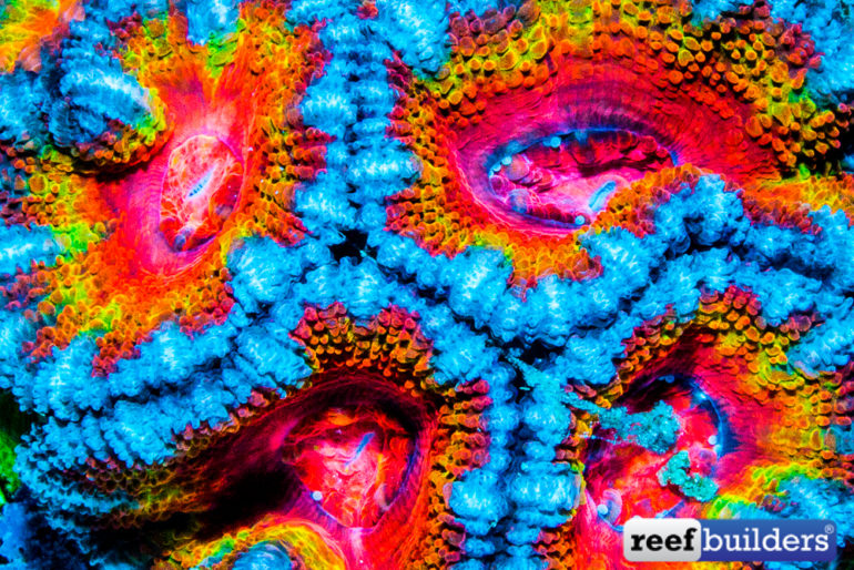 It’s Still Hard to Believe the Colors of Micro Lord Corals | Reef ...