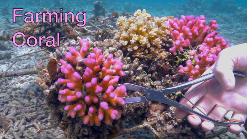 Coral Farming Workshop in the Solomon Islands [Video] | Reef Builders ...