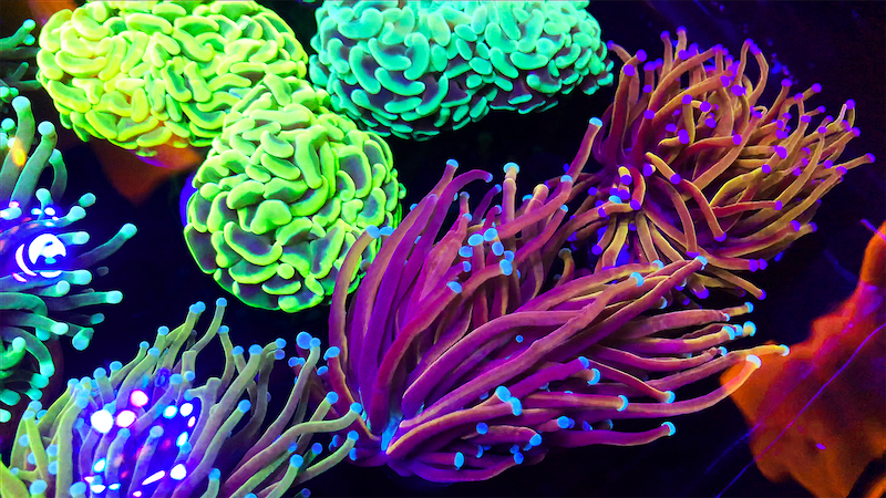 The Corals of Reefapalooza Orlando 2019 [Video] | Reef Builders | The ...