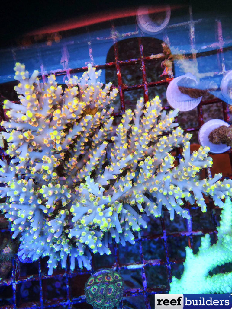 Flaming Sunrise from Candy Corals is one of a Helluva Acropora speciosa ...