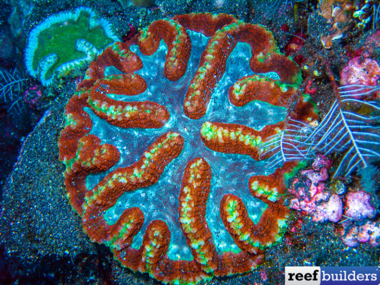 This is what a True Rainbow Symphyllia Looks Like | Reef Builders | The ...