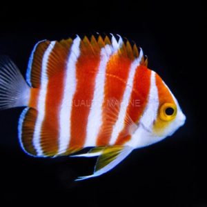 Quality Marine Makes History With Uber Rare Pitcairn Angelfish | Reef ...