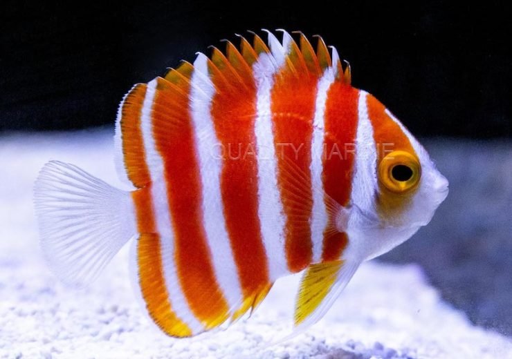 Tag: peppermint angelfish | Reef Builders | The Reef and Saltwater ...