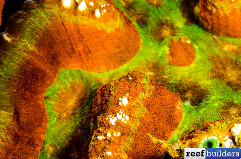 This is what a True Rainbow Symphyllia Looks Like | Reef Builders | The ...