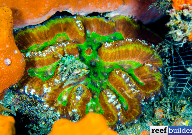 Tag: symphyllia | Reef Builders | The Reef and Saltwater Aquarium Blog