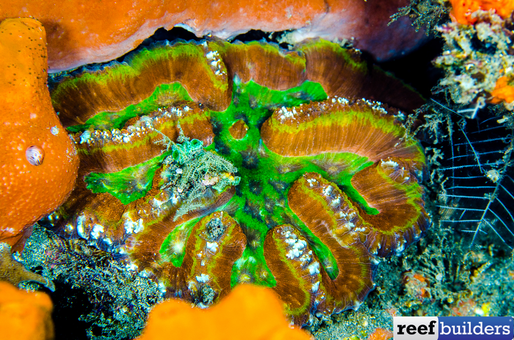 This is what a True Rainbow Symphyllia Looks Like | Reef Builders | The ...