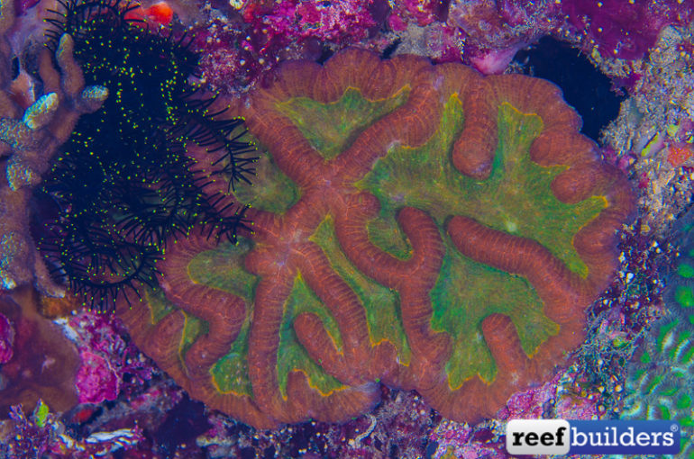 This is what a True Rainbow Symphyllia Looks Like | Reef Builders | The ...