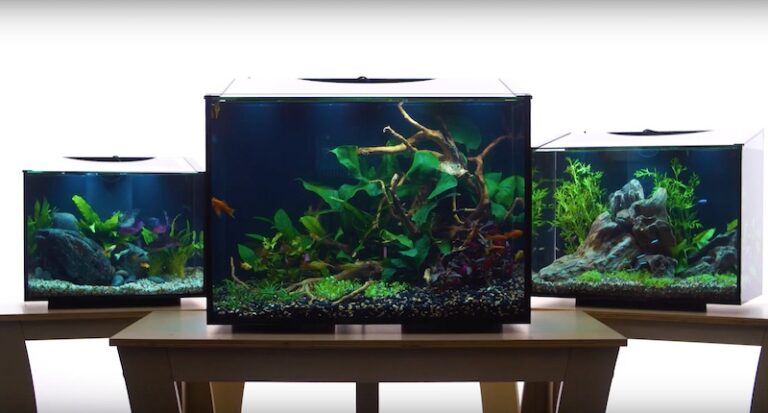 Aqueon’s Ascent Frameless Aquarium is a Very Creative Design | Reef ...