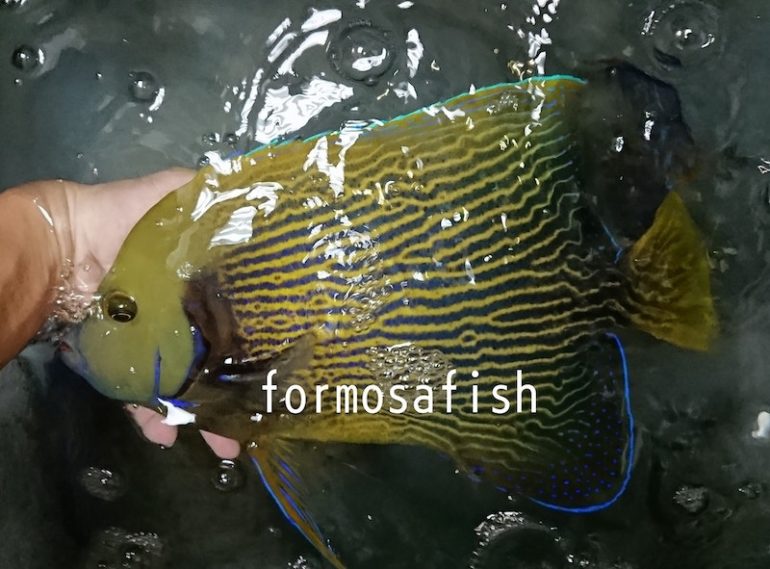 Huge Hybrid Emperor Angelfish Surfaces in Taiwan | Reef Builders | The ...